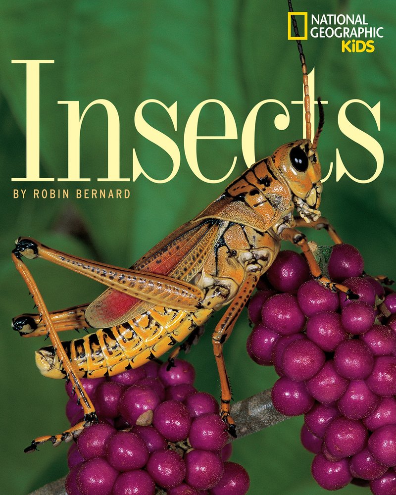 Insects a book by Robin Bernard - Bookshop.org US