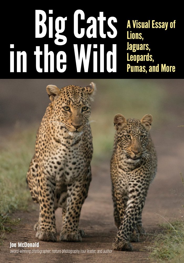 Big Cats in the Wild a book by Joe McDonald - Bookshop.org US