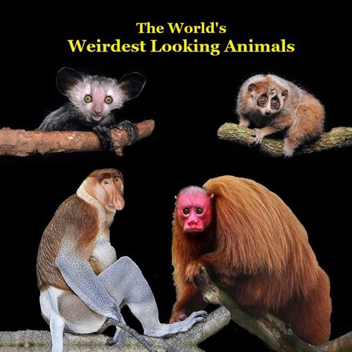 Weirdest Looking Animals in the World Kids Book: Great Way for kids to ...
