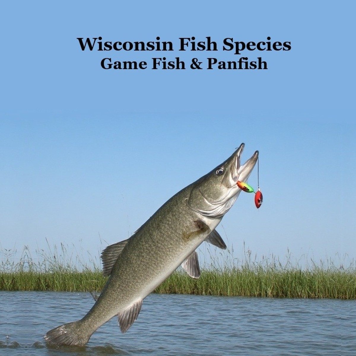 Wisconsin Game Fish and Panfish Species Kids Book a book by Kinsey ...