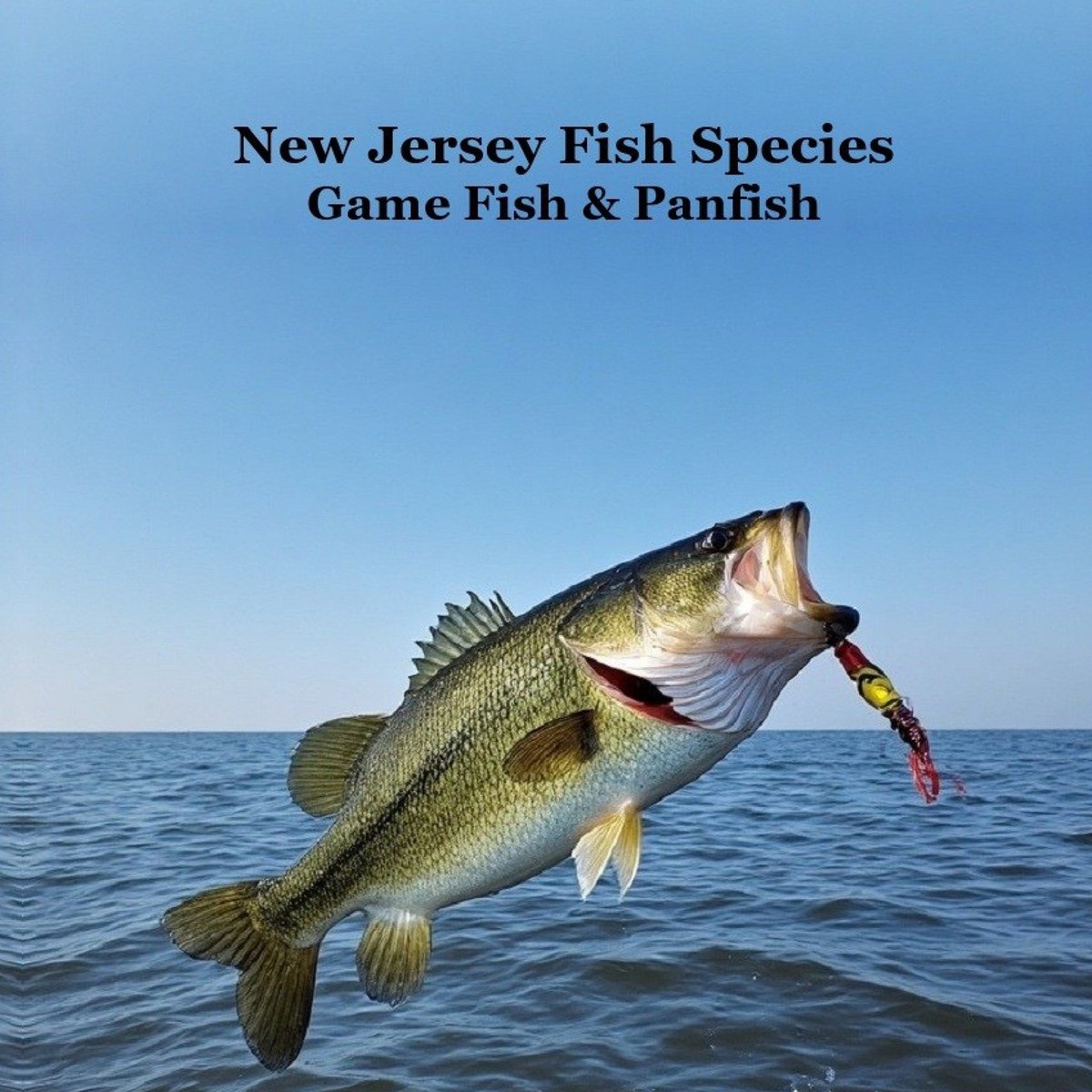New Jersey Game Fish and Panfish Species Kids Book a book by Kinsey ...